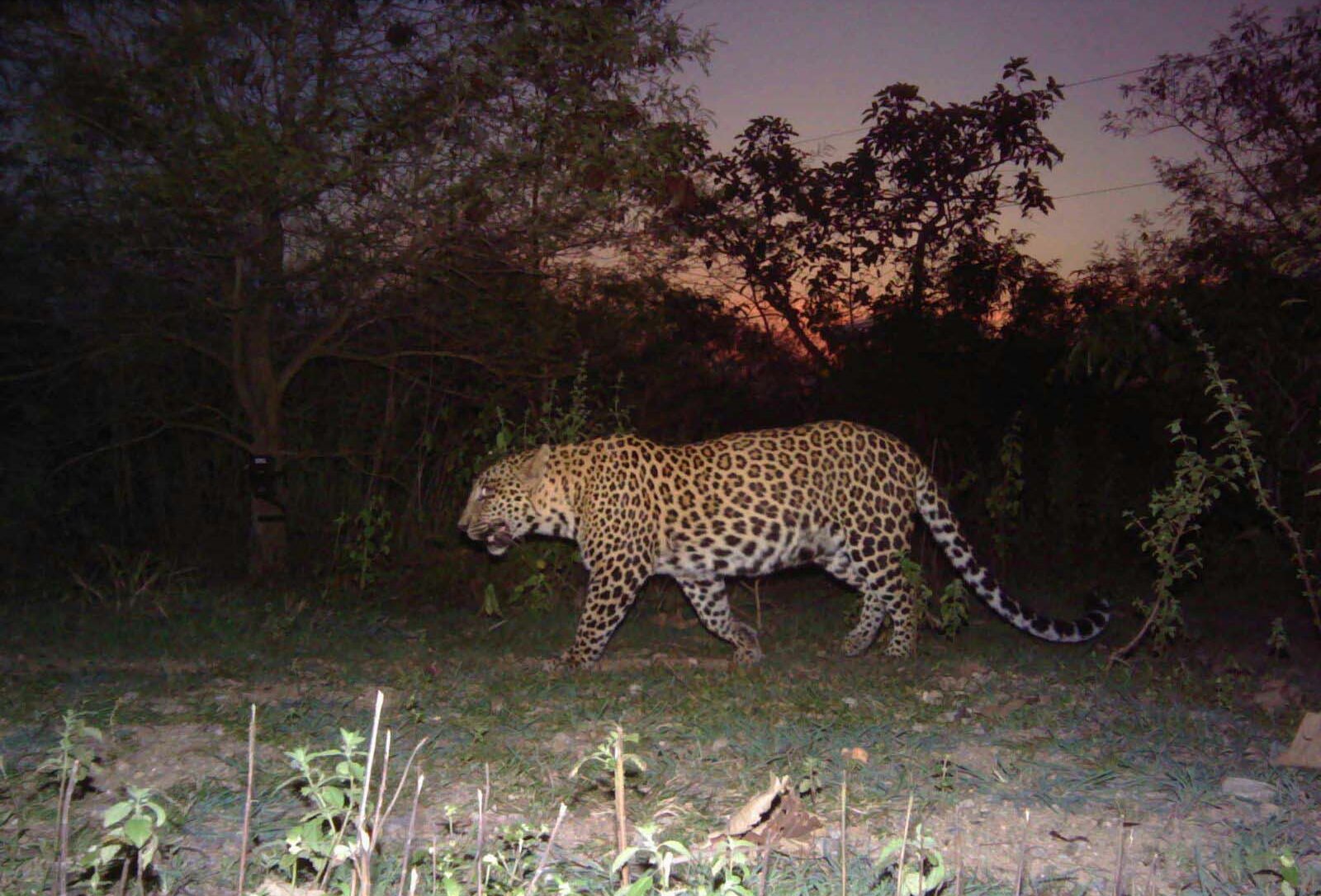 Karnataka Spots Its First ‘Sandalwood Leopard’: A Rare Wildlife ...